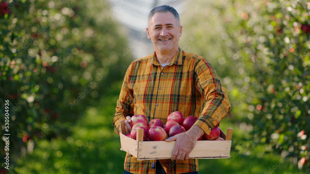 Charismatic man farmer in the middle of apple orchard posing in front ...