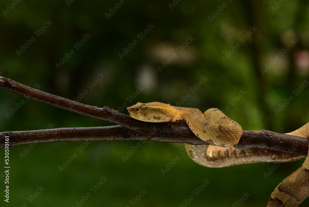Craspedocephalus puniceus is a venomous pit viper species endemic to ...