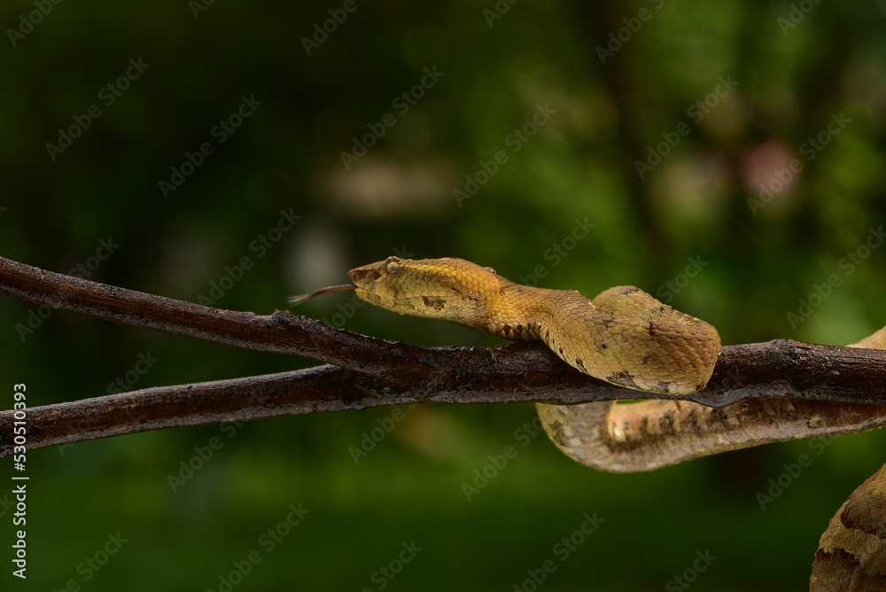 Craspedocephalus puniceus is a venomous pit viper species endemic to ...