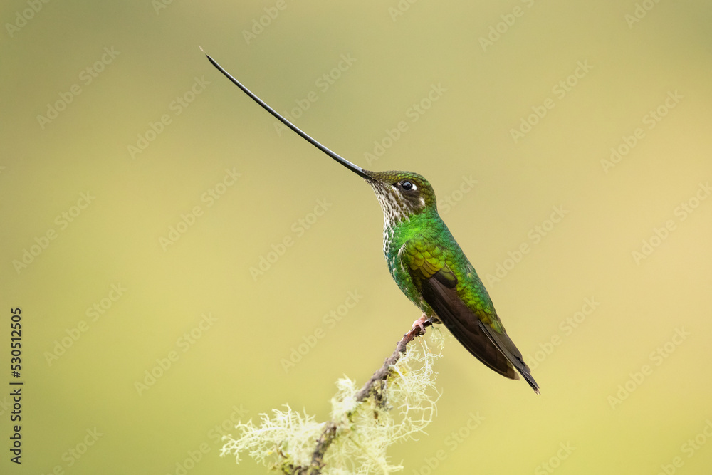 Sword-billed hummingbird (Ensifera ensifera), also known as the ...