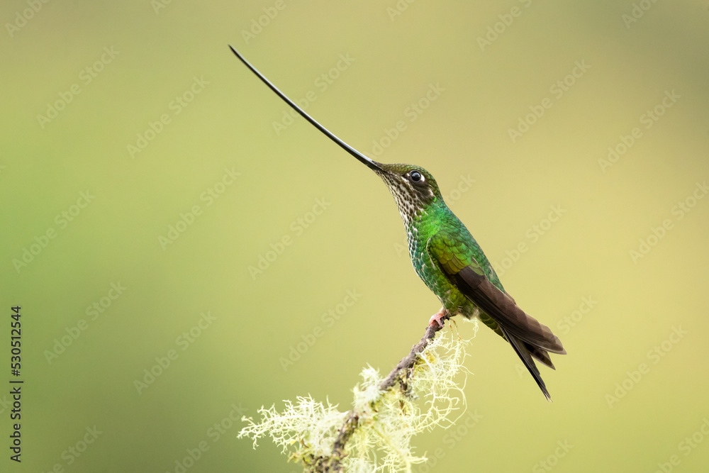 Sword-billed hummingbird (Ensifera ensifera), also known as the ...