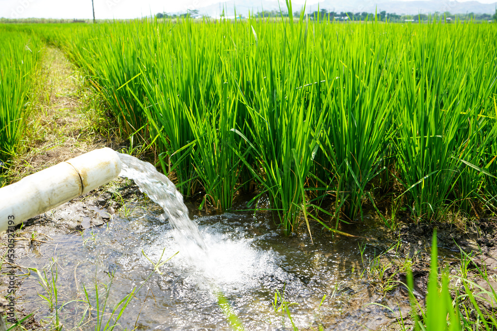 Irrigation of rice fields using pump wells with the technique of ...