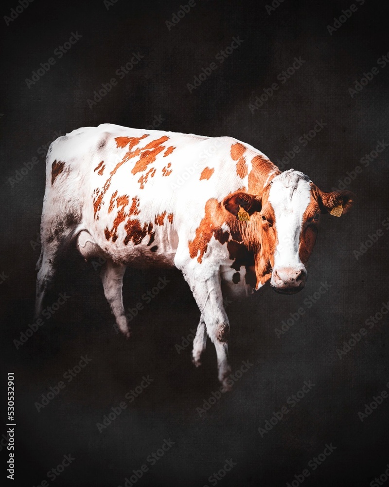 Hyper-realistic illustration of a cow isolated on black background ...