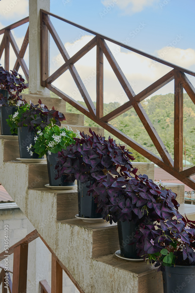 Flower pots are placed on the steps. Stock Photo | Adobe Stock