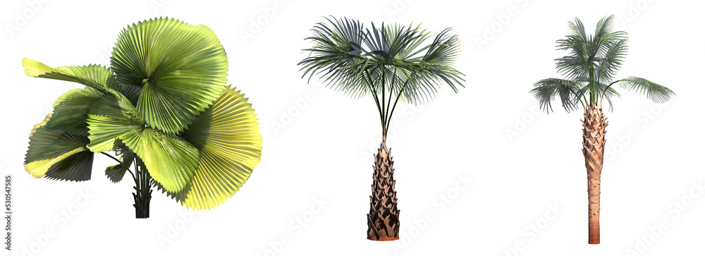 palm tree isolated on white background, 3D illustration, cg render ...