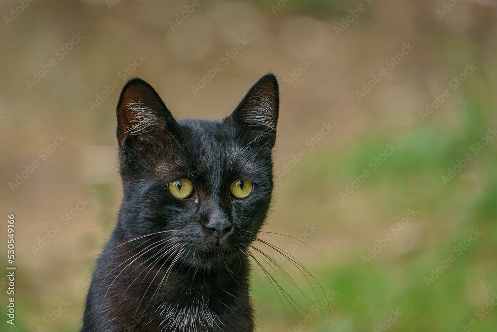 It was developed by breeding the Bombay cat, the Burmese cat and the ...