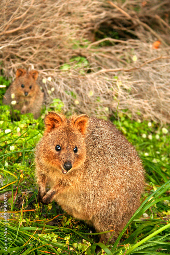 Two quokkas (Setonix brachyurus) sitting amongst grass and grass ...