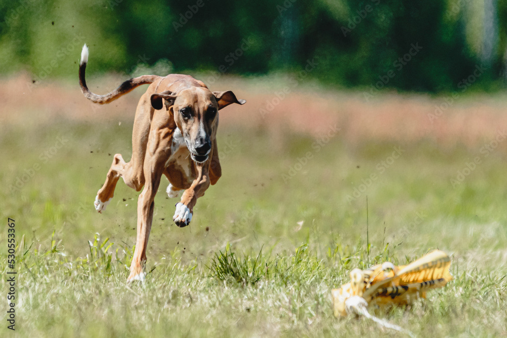 Azawakh dog lifted off the ground during the dog racing competition ...