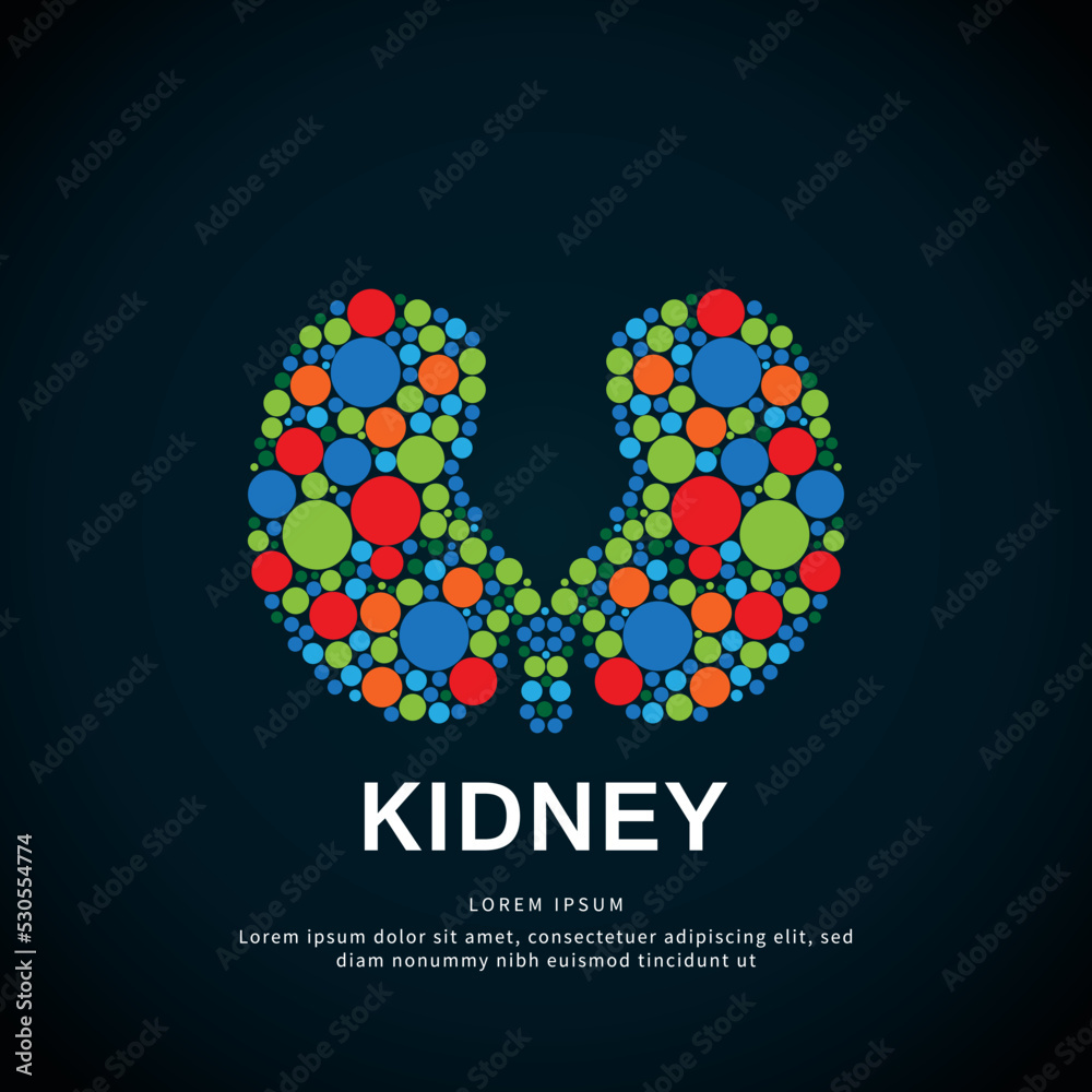 Human kidney medical structure. colorful kidney logo design vector ...
