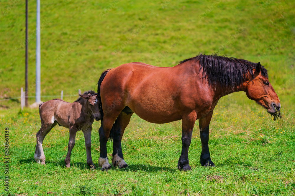 Foto de The horse (Equus ferus caballus) is a domesticated, one-toed ...