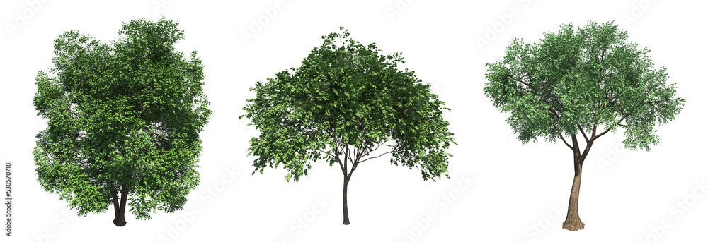deciduous tree, isolate on a transparent background, 3d illustration ...