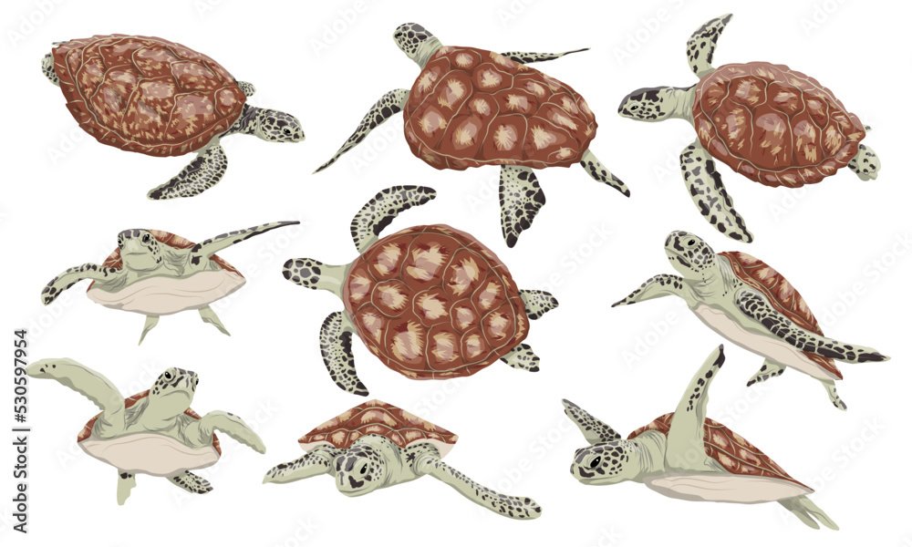 Set Green sea turtle. Green turtle, black turtle or Pacific green ...