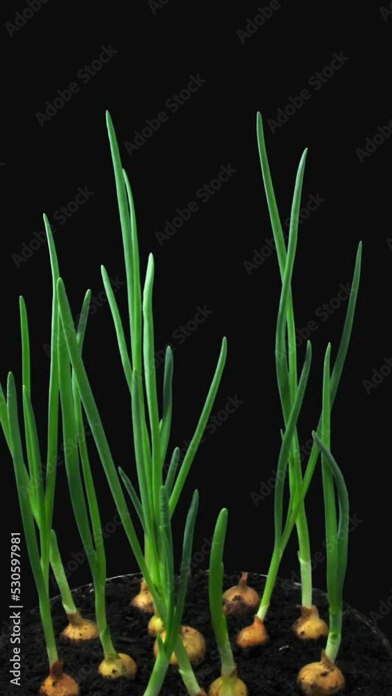 Phototropism effect in growing onion vegetables with ALPHA transparency ...