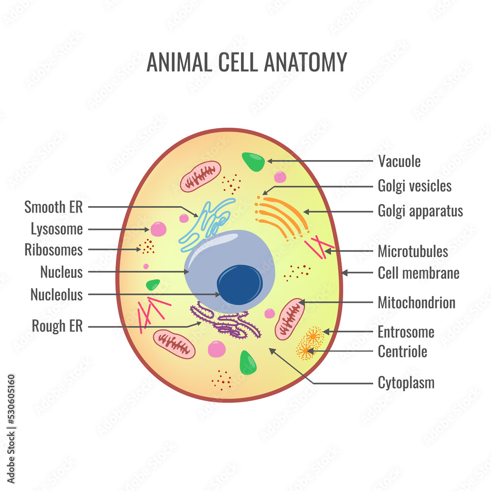 The structure of an animal cell. Eukaryotic cell structures show ...
