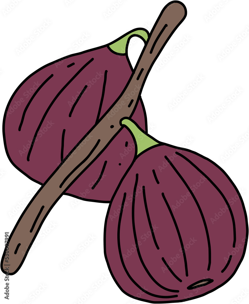 doodle freehand sketch drawing of fig fruit. Stock Illustration | Adobe ...