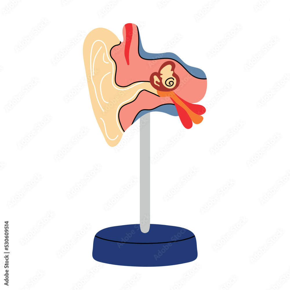 Anatomy of human organ, ear in flat line style on stand. Cartoon vector ...