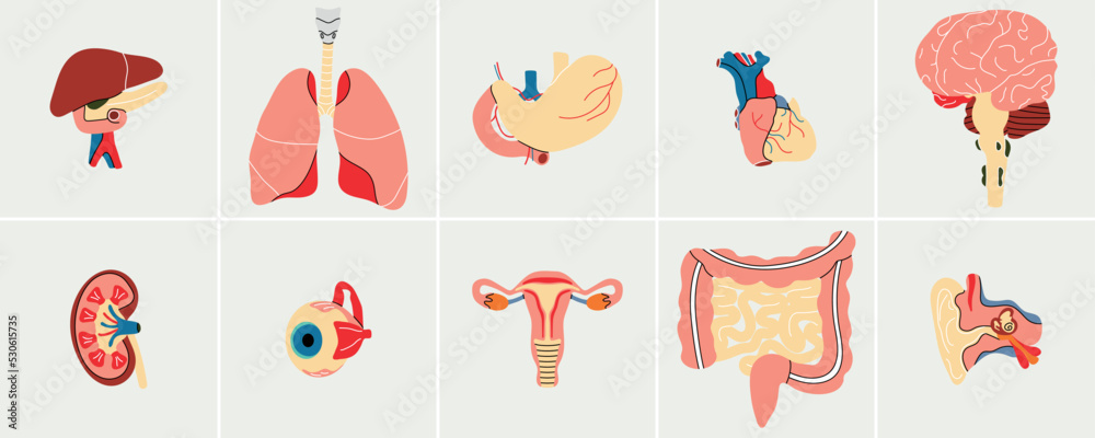 Set of human organs, heart, intestines, liver, brain, kidney, eye, ear ...