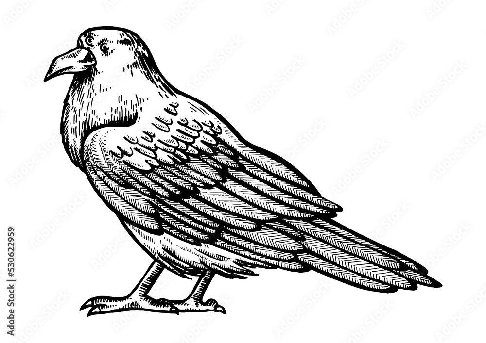 Crow with three eyes engraving PNG illustration with transparent ...