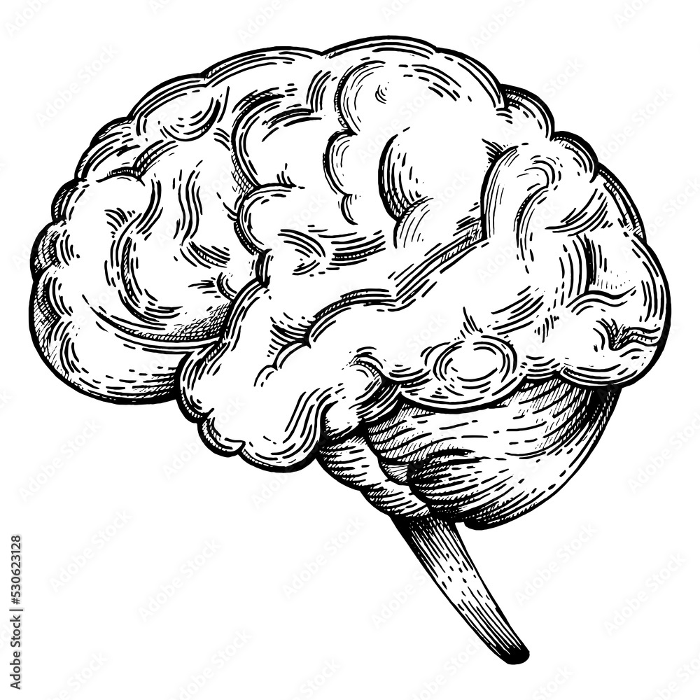 Human brain sketch engraving PNG illustration with transparent ...