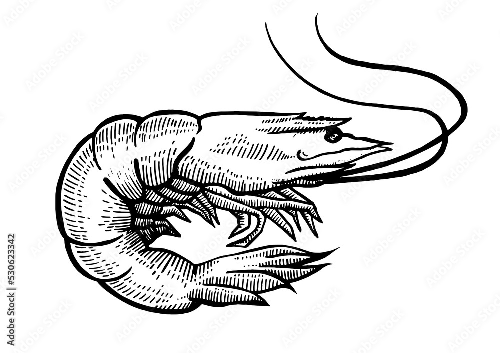 Shrimp sea animal sketch engraving PNG illustration with transparent ...