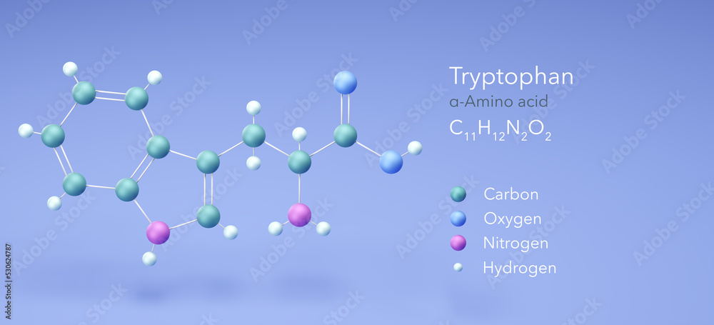 tryptophan, molecular structures, amino acid, 3d model, Structural ...