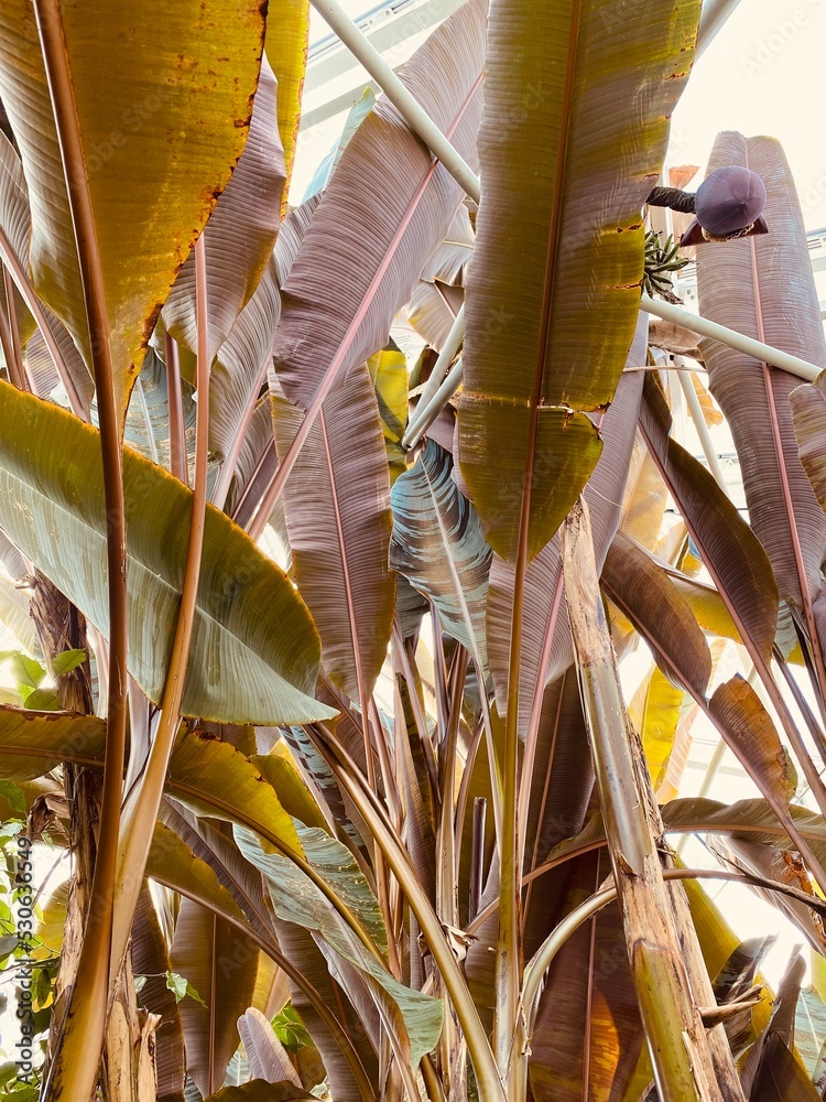 musa siam ruby banana tree, close up. Pictures from the botanical ...