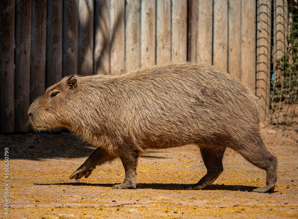 A large capybara with red and brown fur, seen in profile, walking on ...