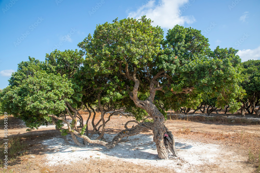 Mastic gum resin flows from the mastic tree. Chios island - Greece ...