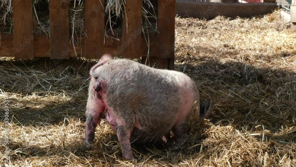 Adult, fat, dirty pig on a farm. Breeding pigs for meat, pig breeding ...