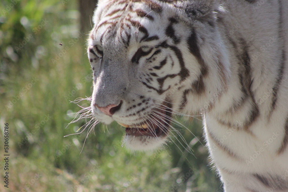 Closeup of white tiger growling wallpaper. Beautiful white tiger in the ...