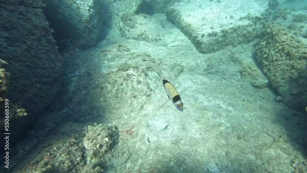 Il mioscuba diving, scuba, underwater wildlife, warm water, life ...