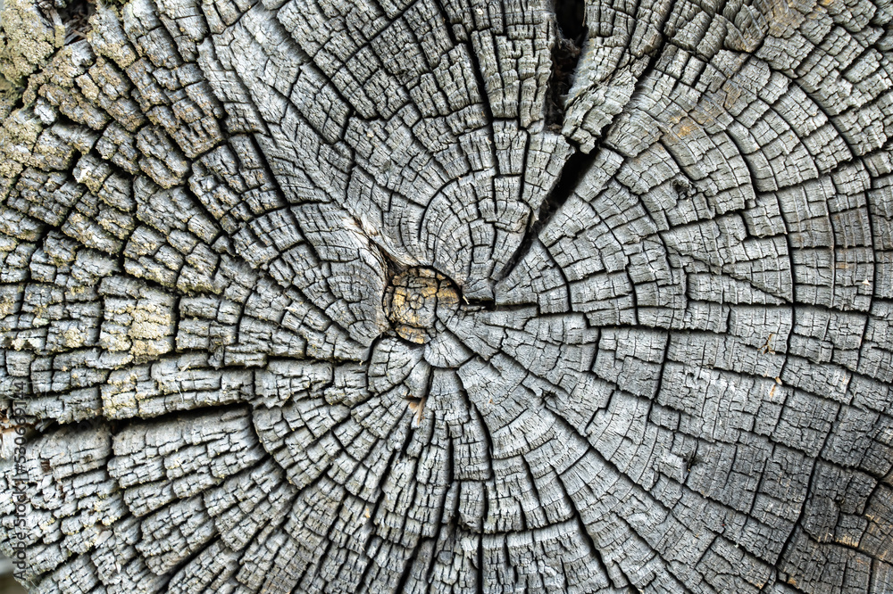 The end of an old cracked log from the hay of an old house. The surface ...