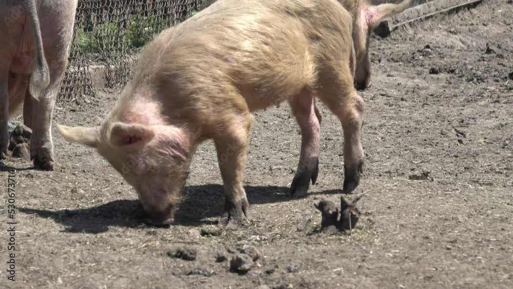 Swine husbandry. Ukrainian steppe white breed of pigs. Rough build ...
