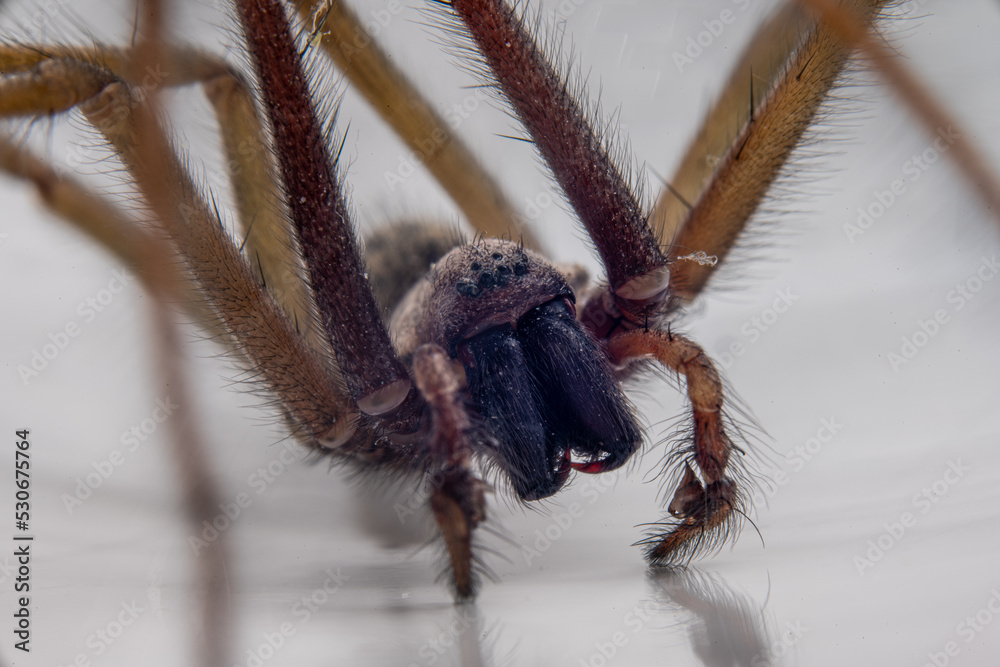 Macro photo of a Eratigena atrica also known as Giant house spider ...