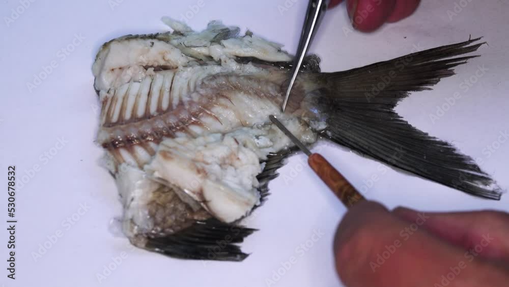 Pathoanatomy. Dissection of spine in Caspian bream (Abramis brama ...
