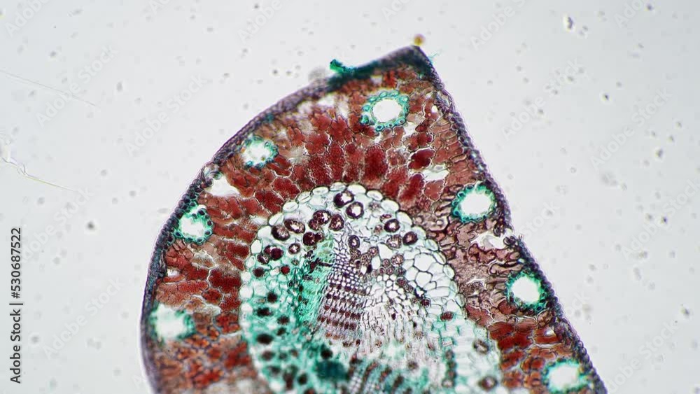 Transversal section on Pinus leaf filmed under microscope with 100x ...