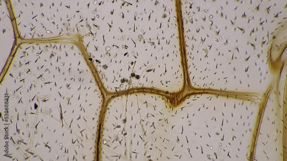 Honeybee wing under microscope 200x against bright field filmed in ...