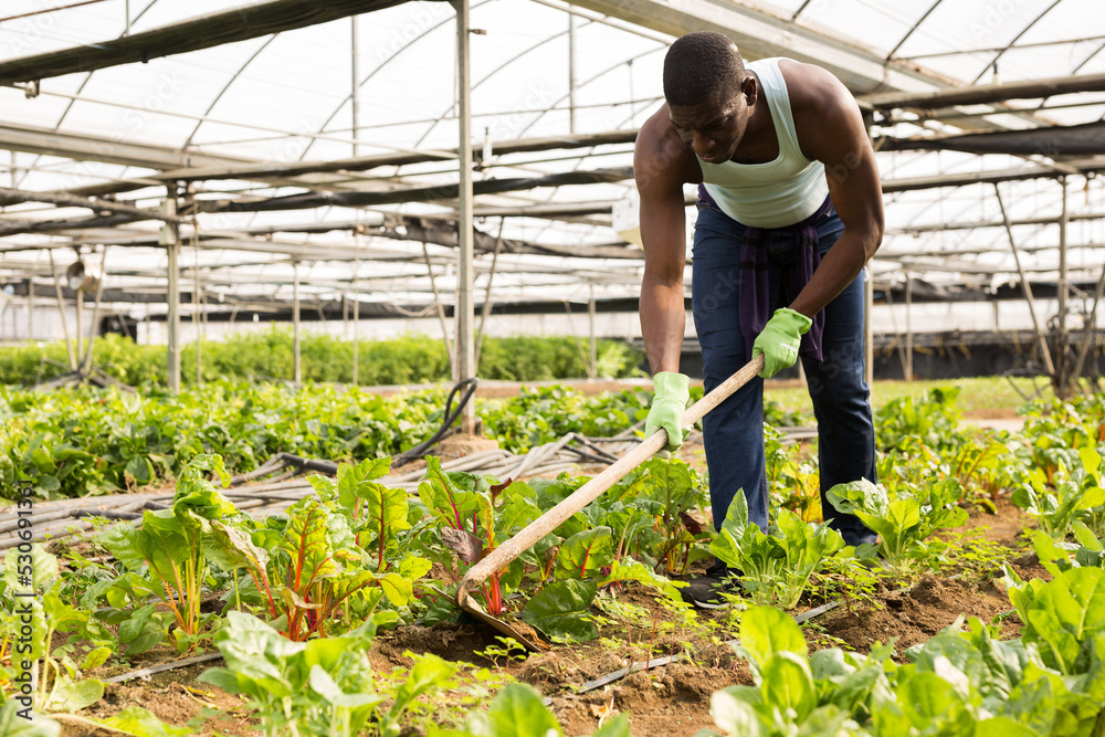 Afro man cultivating beds with beetroot with garden tool at his ...