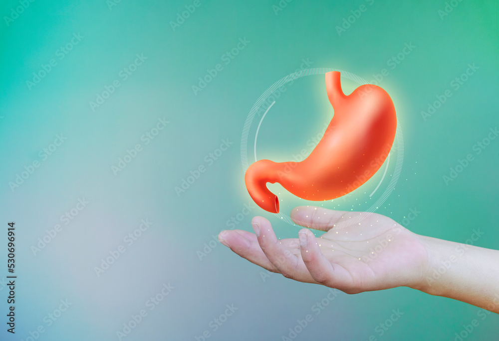 Human stomach isolated on light green background. Medical attention for ...
