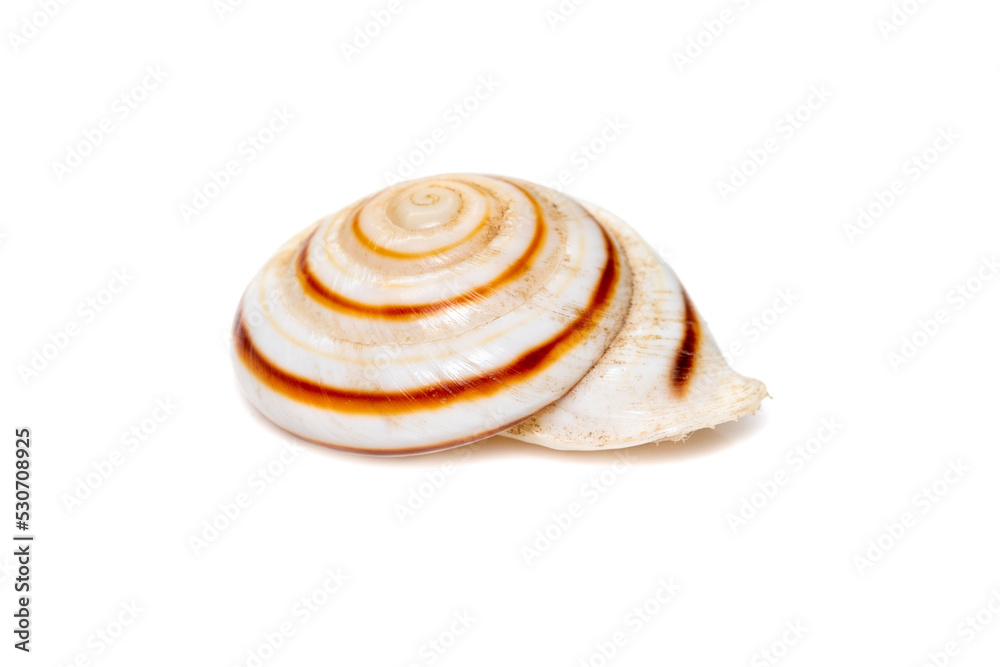 Theba is a taxonomic genus of air-breathing land snails, medium-sized ...