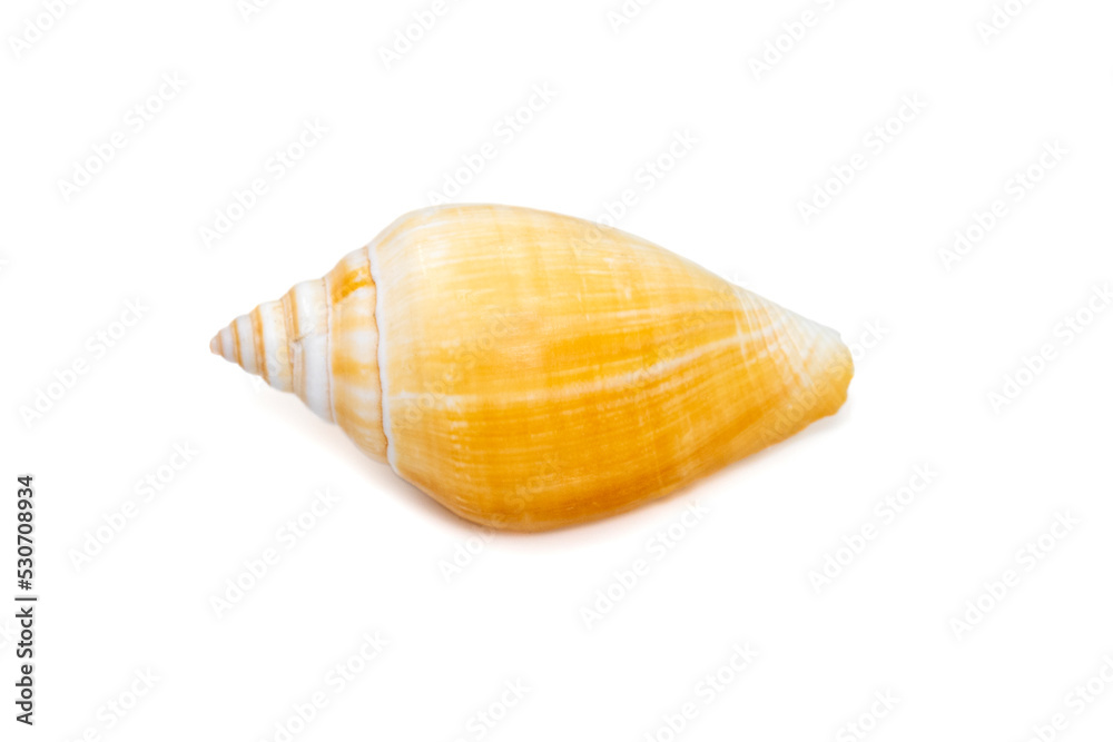 Laevistrombus canarium (commonly known as the dog conch or by its ...