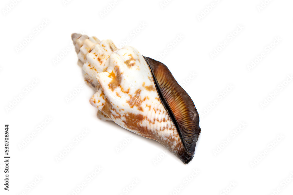 Image of canarium urceus is a species of sea snail, a marine gastropod ...