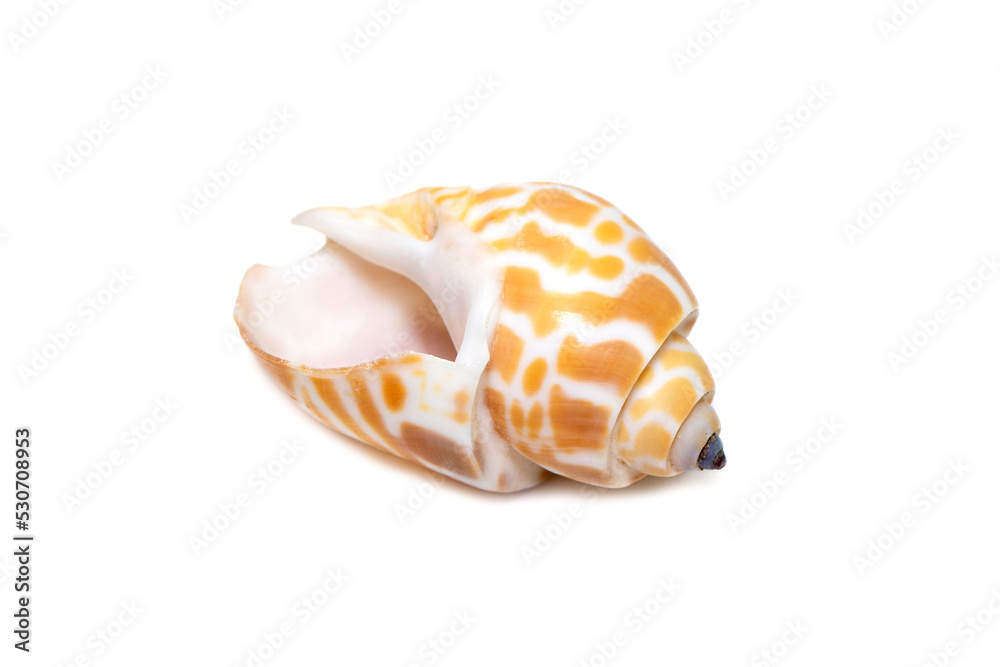 Image of babylonia spirata, common name the Spiral Babylon, is a ...