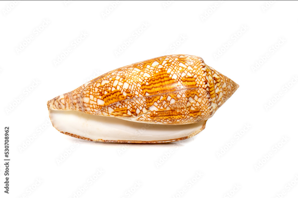 Image of conus omaria patonganus sea shell is a species of sea snail, a ...