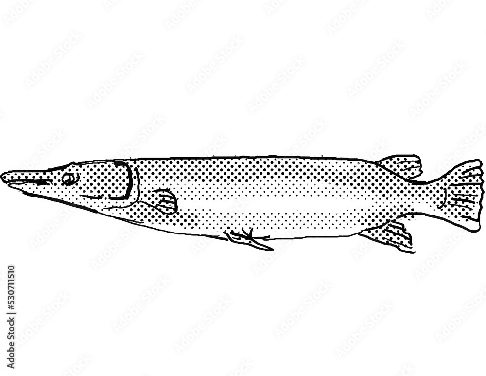 Cartoon style drawing of an alligator gar or Atractosteus spatula ...