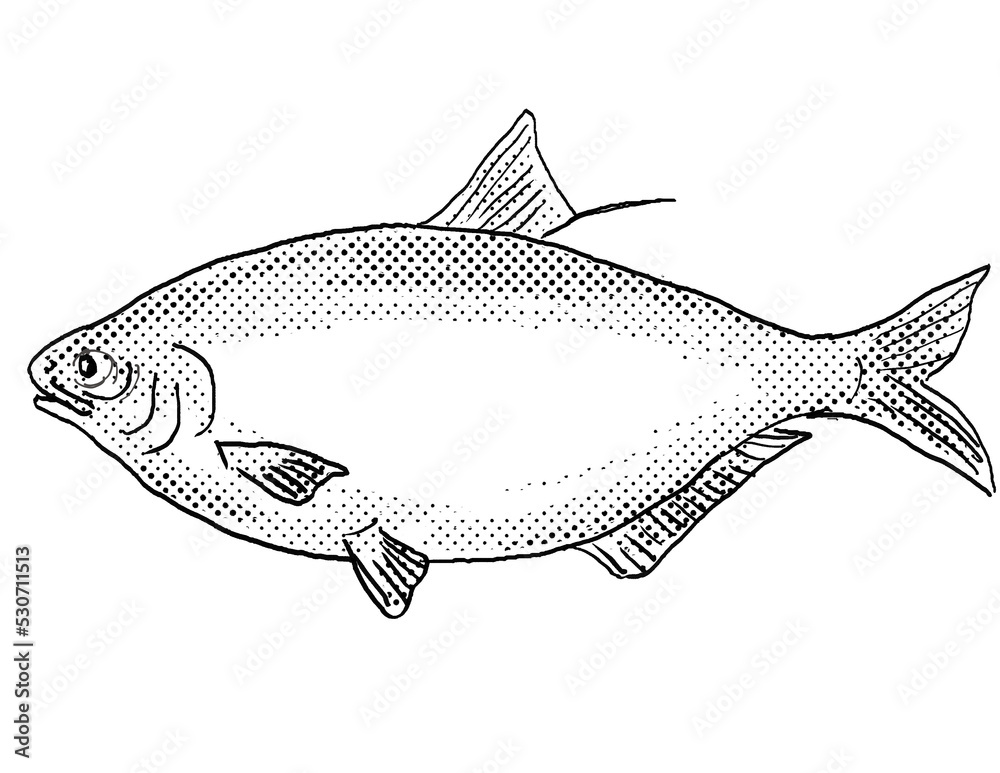 Cartoon style drawing of an American gizzard shad Dorosoma cepedianum ...