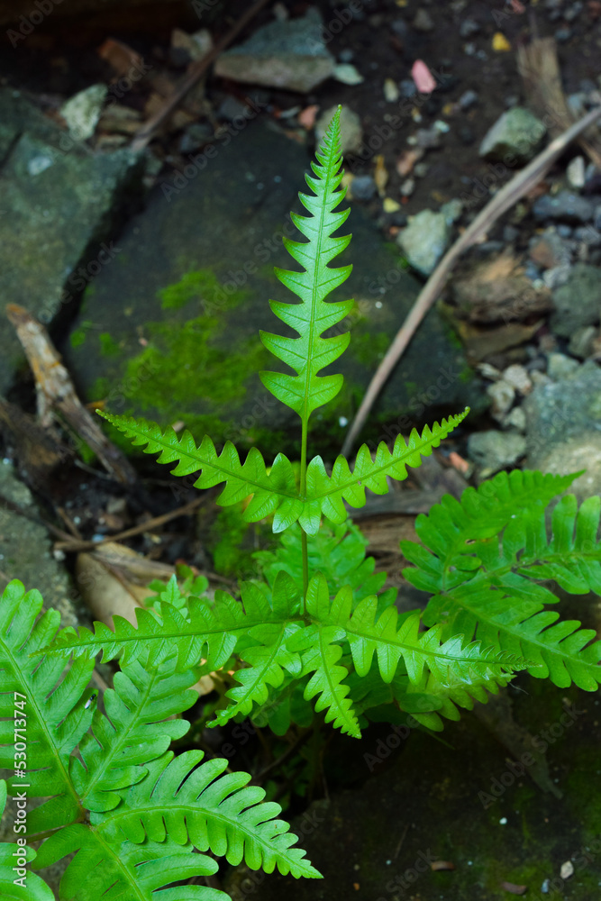 Forest plant, Ferns (Pteridophyta) are a division of the kingdom ...