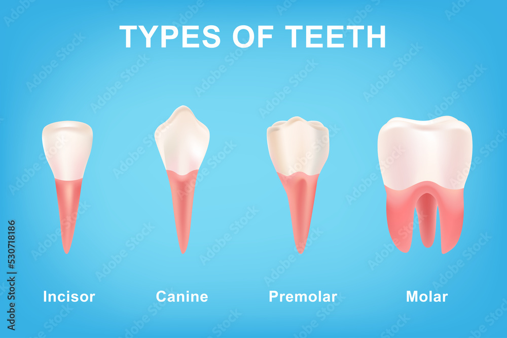Different Types of Teeth from Canine and Incisor to Molar and Premolar ...