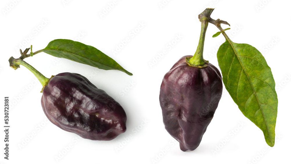 purple chili peppers with leaf isolated on white background, purple ...