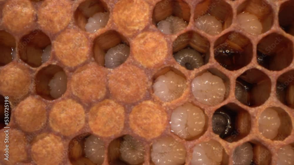 Honey bee larvae and eggs macro. Honey Comb, Brood Nest Closeup. Capped ...